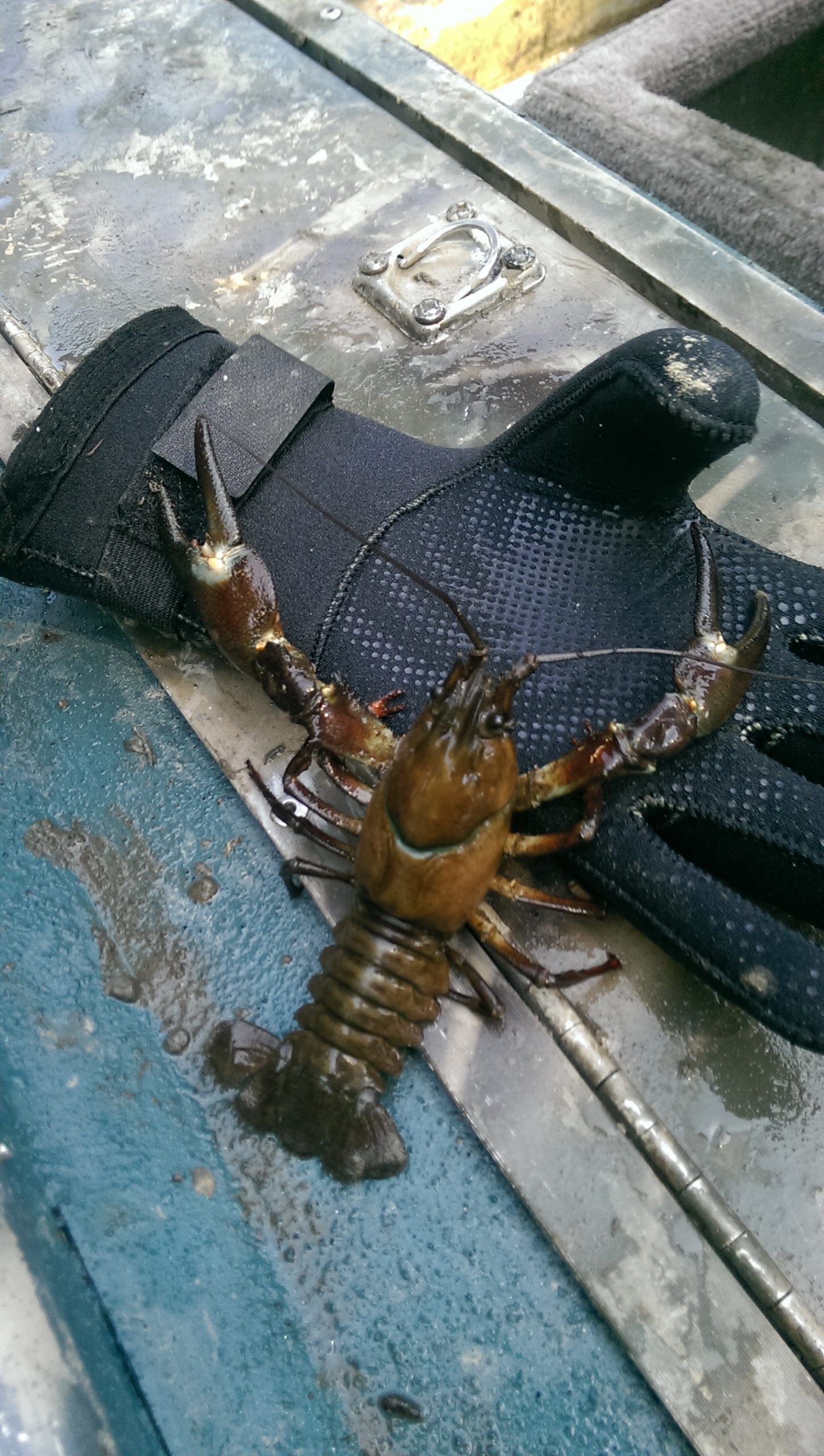 Washington Crawfish Company – Fresh caught Pacific Northwest Crawfish ...