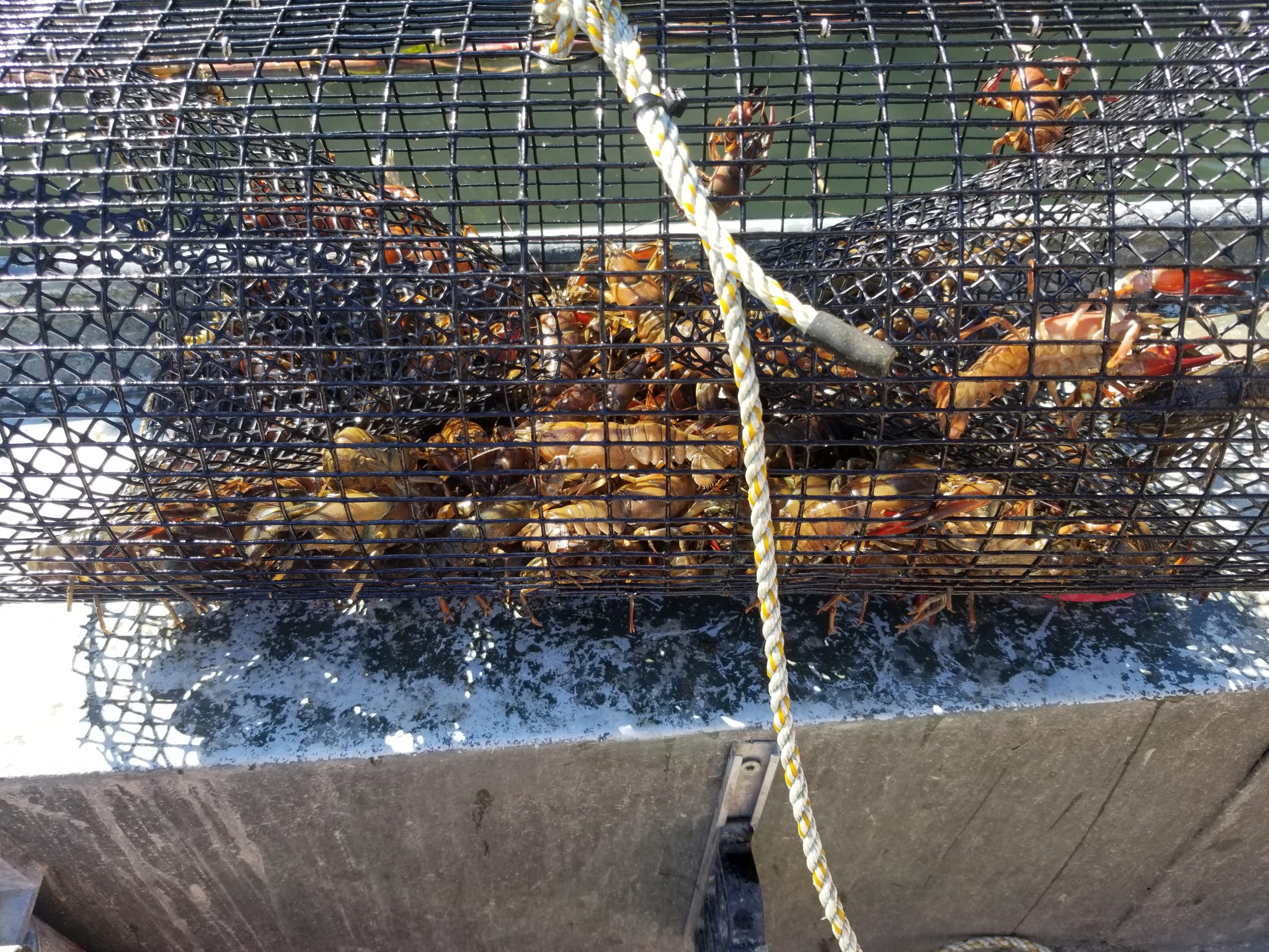 Gallery – Washington Crawfish Company