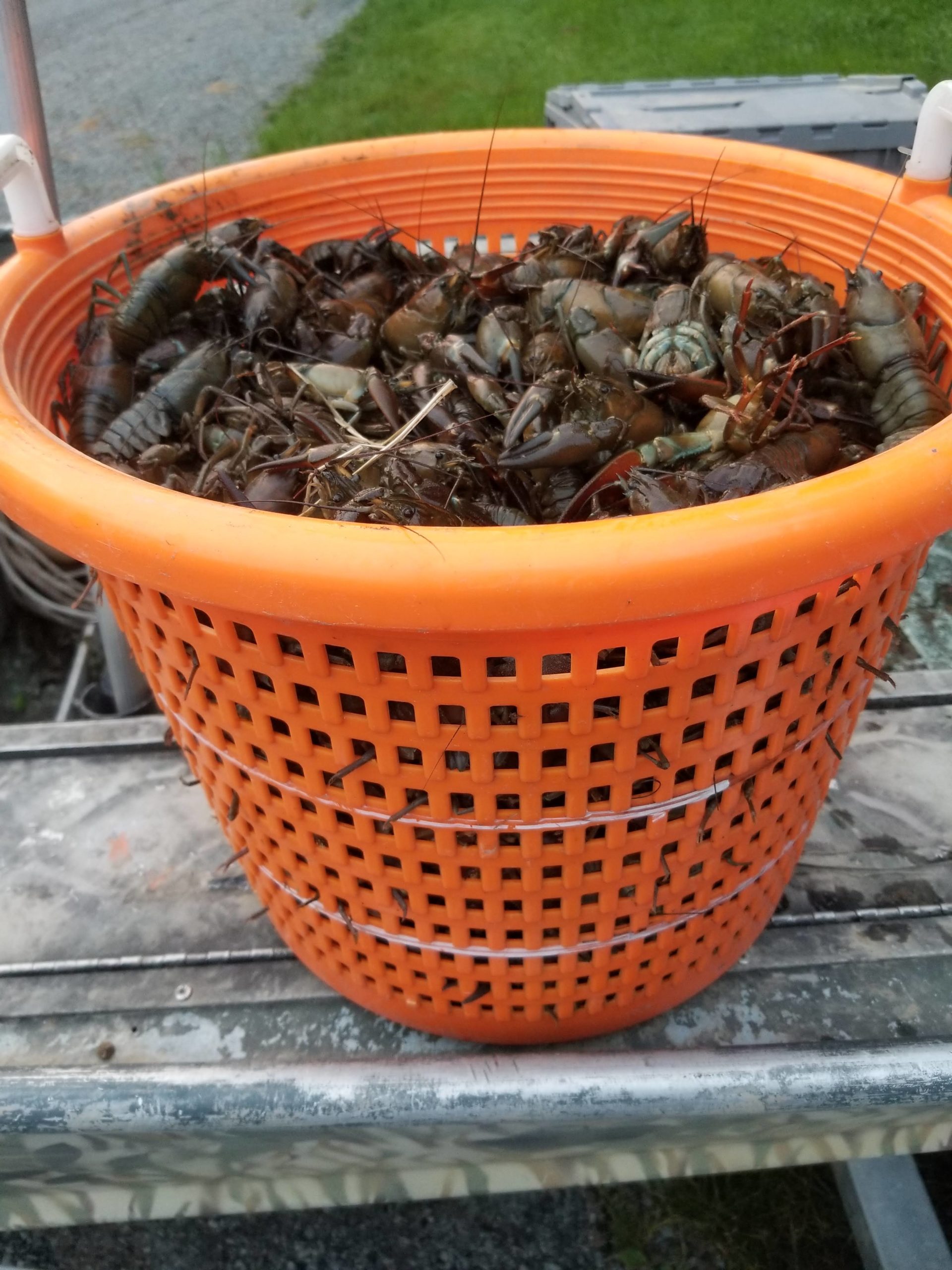 Washington Crawfish Company – Fresh caught Pacific Northwest Crawfish ...