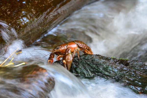 | The perfect boil starts with fresh crawfish!